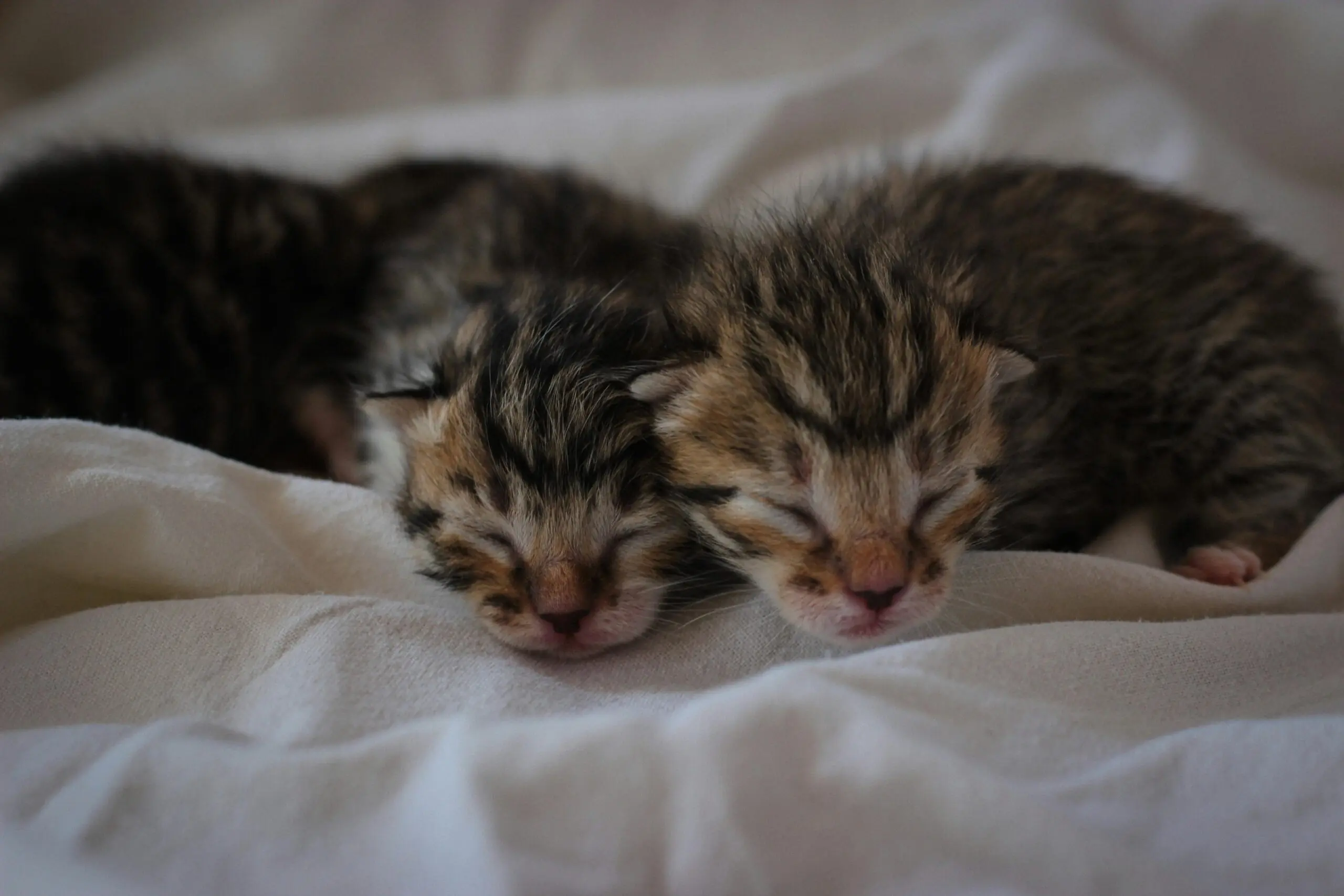 Caring for a Newborn Kitten: Tips and Advice