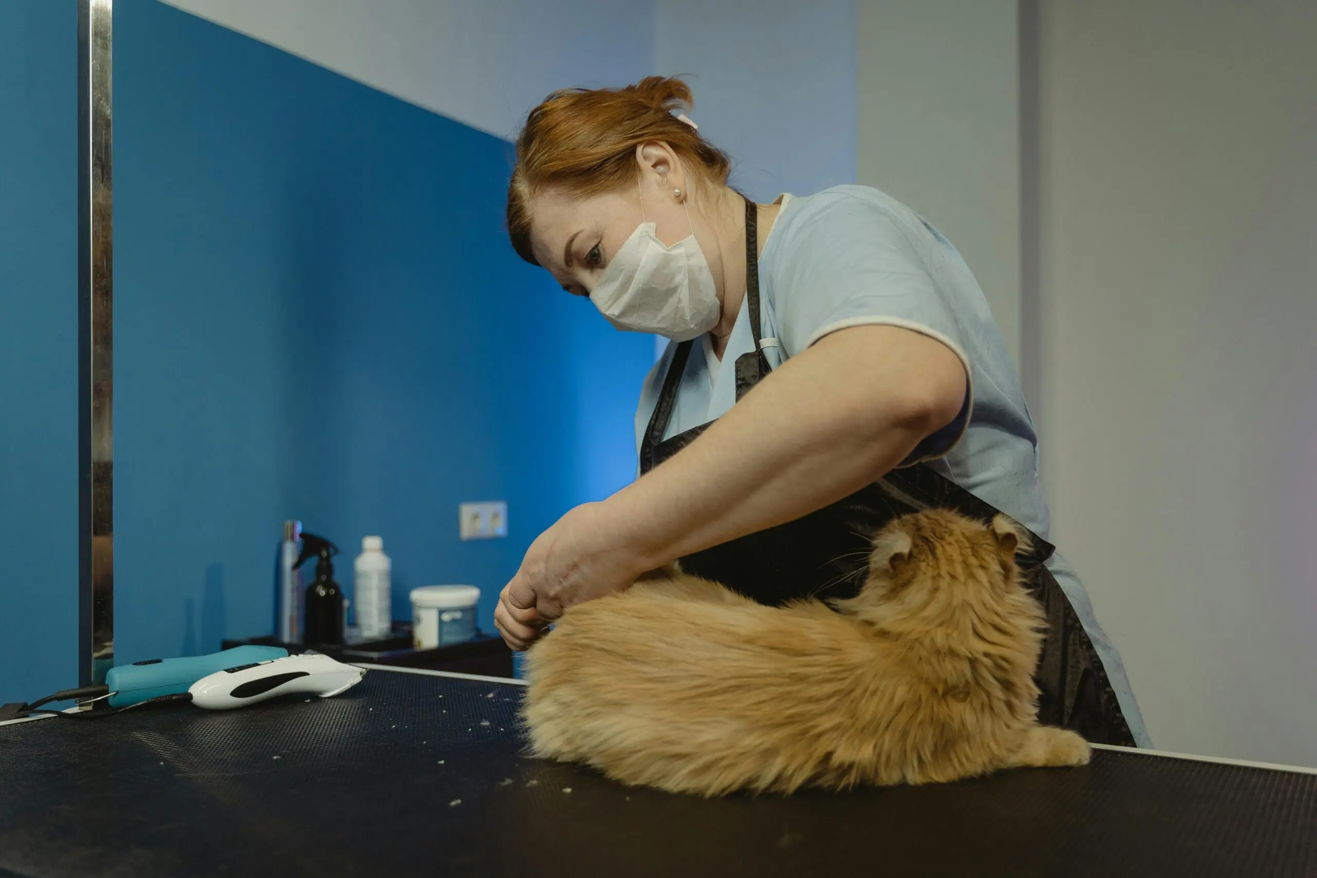 Using Fat Stem Cells to Treat Cat Kidney Disease