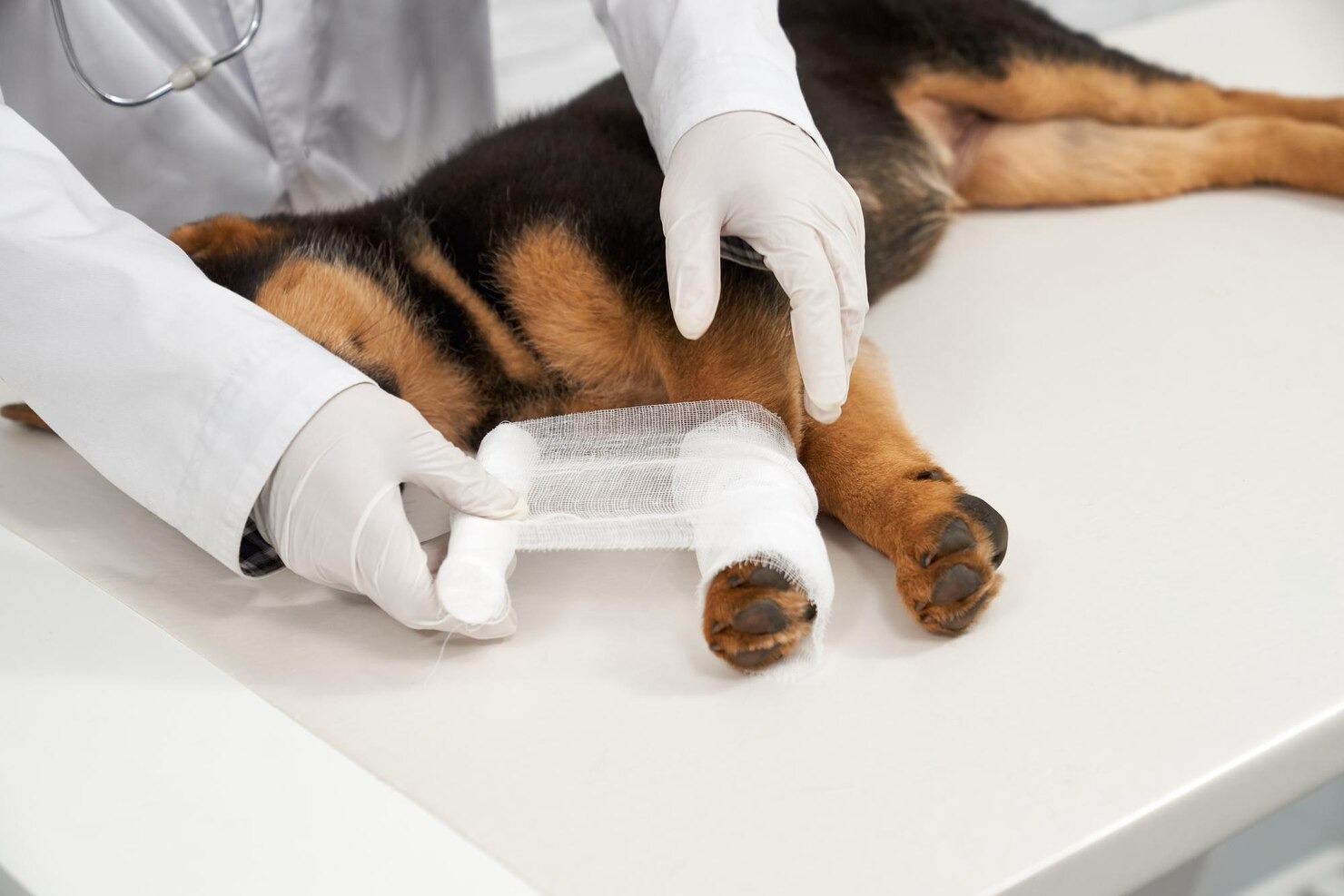 Traumatic Injuries in Dogs: Causes, Symptoms & Treatment