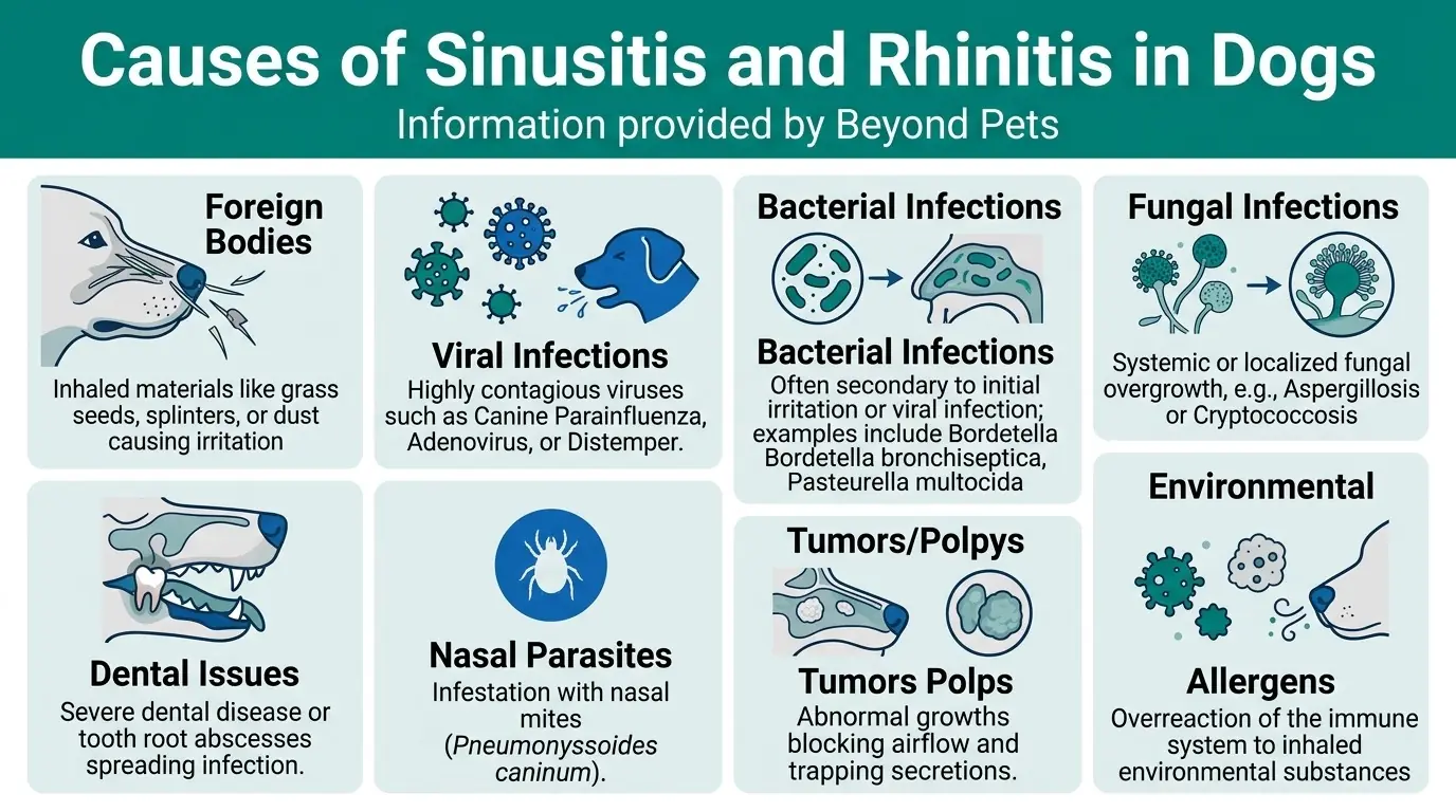 What are Nasal Infections in Dogs: Symptoms, Causes & Treatment